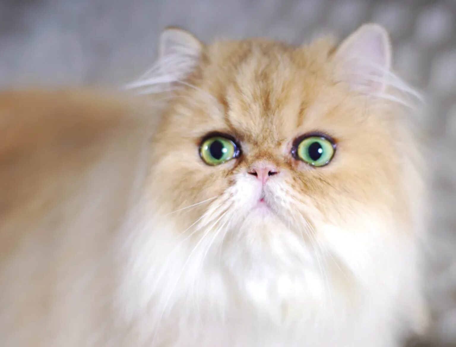 Furr-ever Friends: Persian Kittens Delivered to Your Doorstep in California